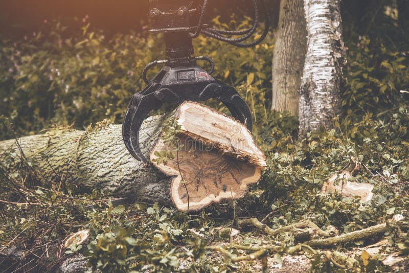 Arborist Cut Down Tree with Petrol Chainsaw Stock Photo - Image of ...