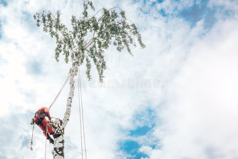 An Arborist Cuts Branches on a Tree with a Chainsaw, Secured with ...