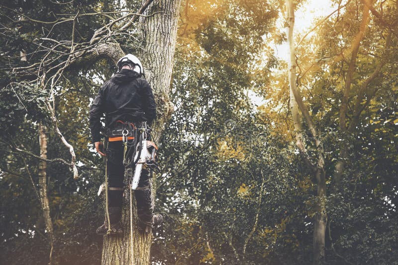 Arborist Cutting Down Tree with Petrol Chainsaw Stock Photo - Image of ...
