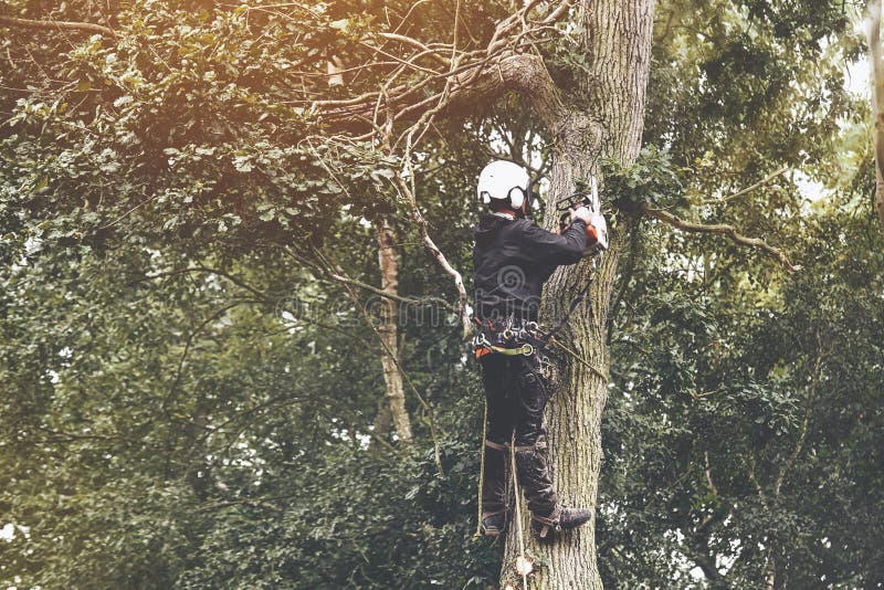 Arborist Cutting Down Tree with Petrol Chainsaw Stock Image - Image of ...