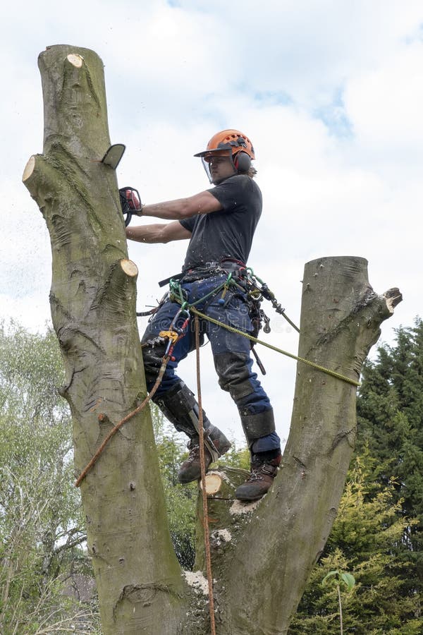 Arborist cutting up a tree stock photo. Image of arboriculture - 141471548