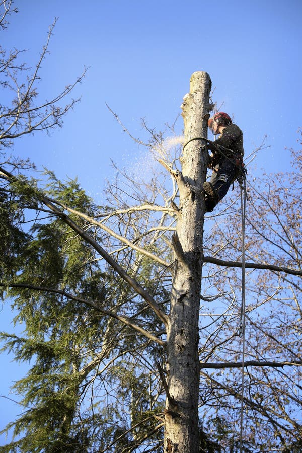 Arborist cutting tree stock photo. Image of lumber, branches - 22417292