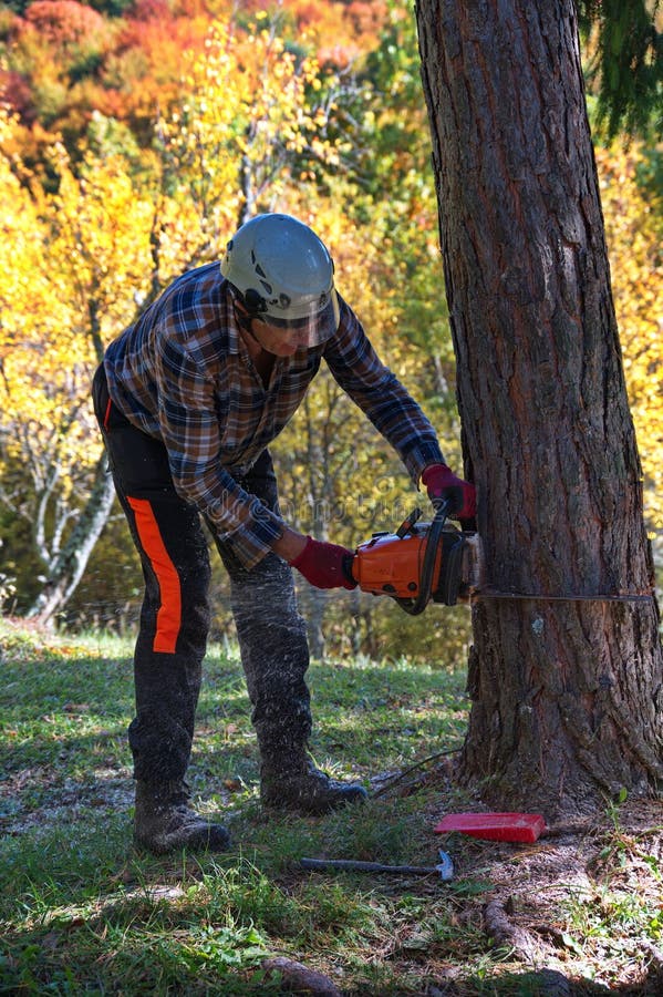 Arborist cutting a tree stock image. Image of protection - 258755713