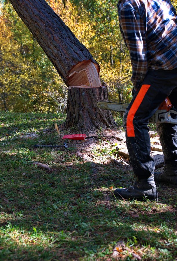 Arborist cutting a tree stock image. Image of professional - 258755721