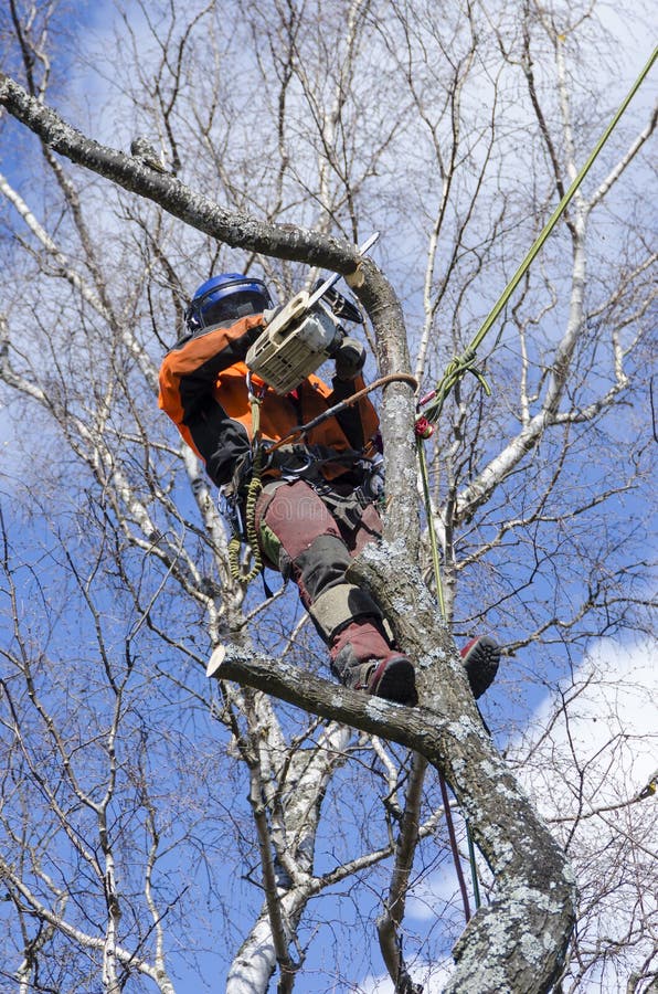 Arborist cutting tree editorial stock photo. Image of industry - 31325928