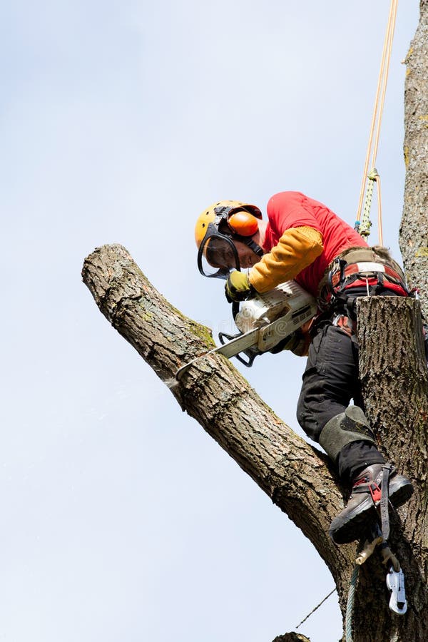 An arborist cutting a tree stock image. Image of branch - 46531711
