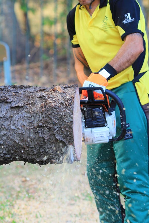 Arborist Cutting a Tree with a Chainsaw Stock Image - Image of work ...