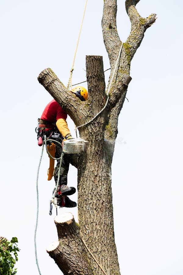 An Arborist Cutting a Tree with a Chainsaw Stock Photo - Image of ...
