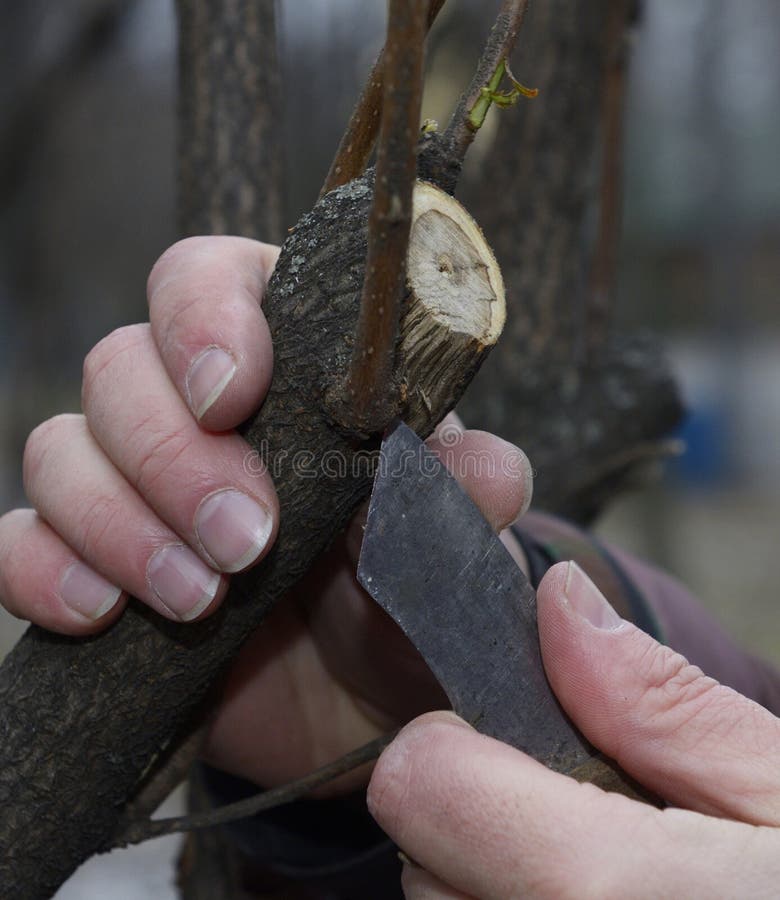 Arborist Hands Pruning Tree with a Knife Stock Photo - Image of ...