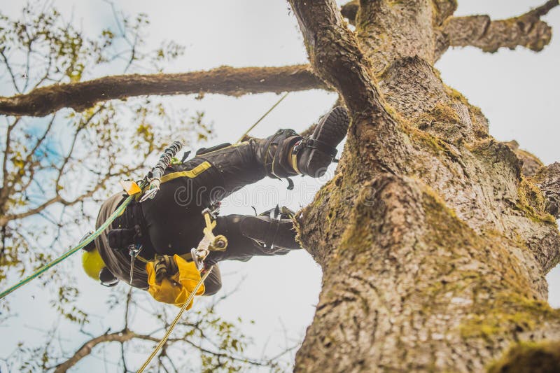 Arborist or Lumberjack Climbing Up on a Large Tree Using Different ...