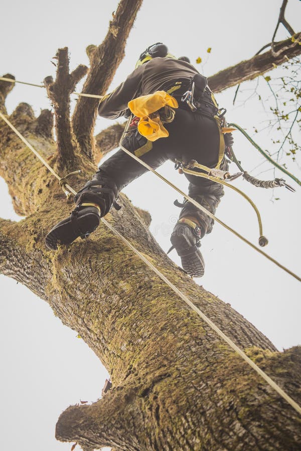 Arborist or Lumberjack Climbing Up on a Large Tree Using Different ...