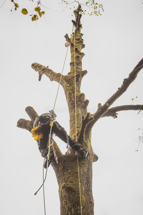 Arborist or Lumberjack Climbing Up on a Large Tree Using Different ...