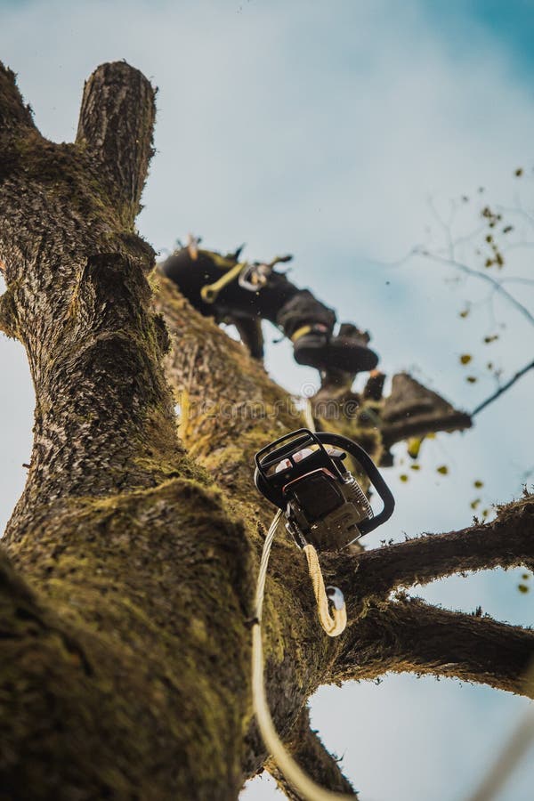 Arborist or Lumberjack Climbing Up on a Large Tree Using Different ...
