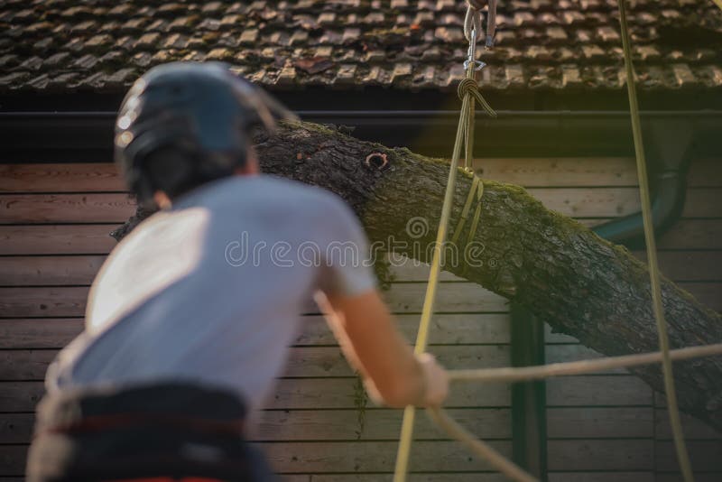 Arborist or Lumberjack Lowering the Tree Just Cut Apart Using Rope and ...