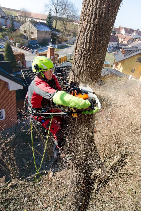Arborist Man Cutting a Branches with Chainsaw and Throw on a Ground ...