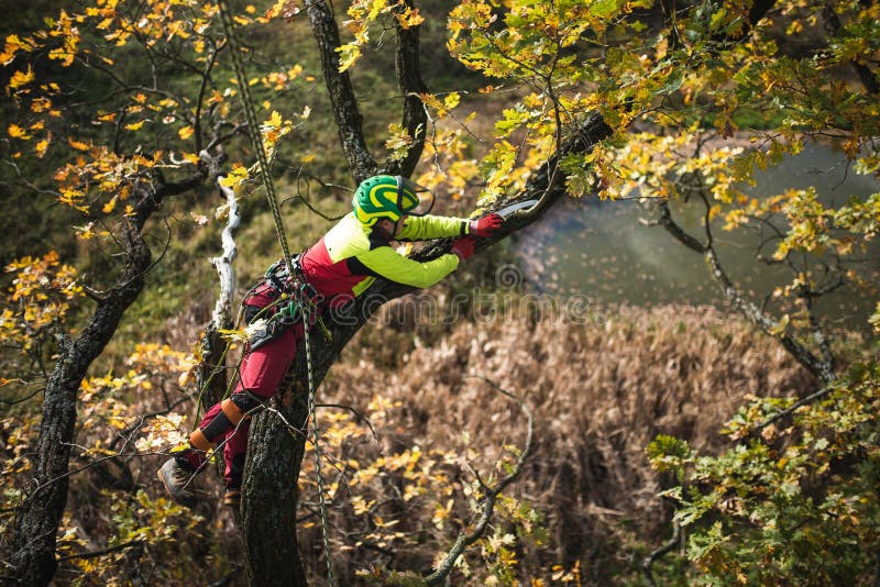 362 Man Helmet Cutting Trees Photos - Free & Royalty-Free Stock Photos ...