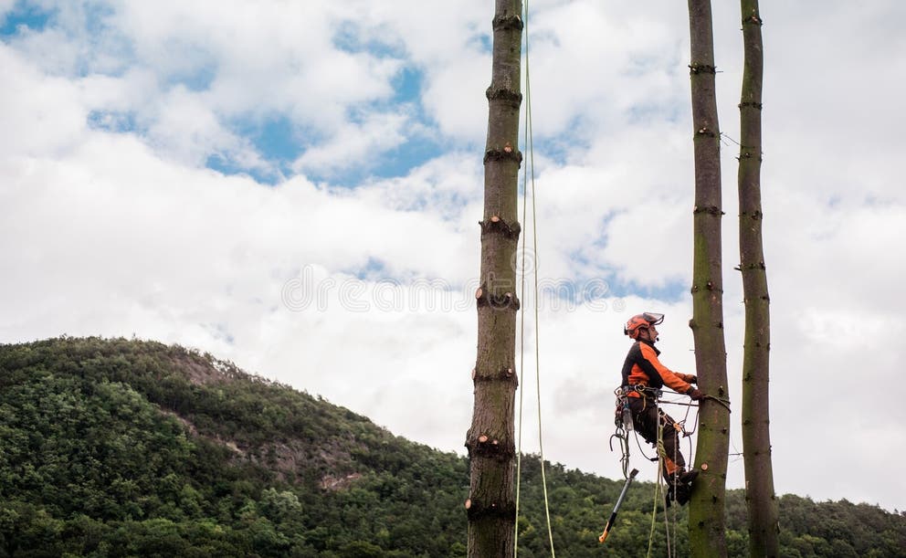 Arborist Man with Harness Cutting a Tree, Climbing. Stock Photo - Image ...