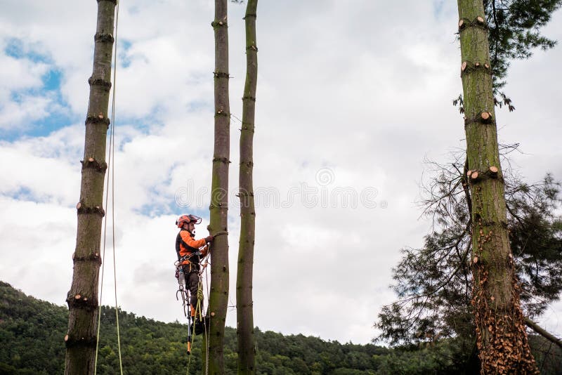 Arborist Man with Harness Cutting a Tree, Climbing. Stock Photo - Image ...
