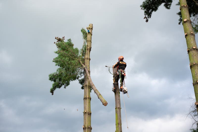 Arborist Man with Harness Cutting a Tree, Climbing. Stock Image - Image ...