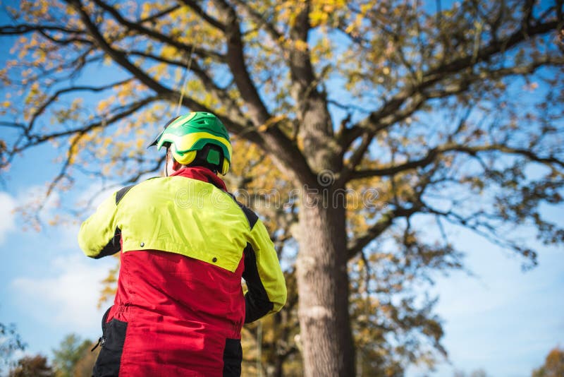 Arborist Man Preparing for Climbing on a Tree. the Worker with Helmet ...
