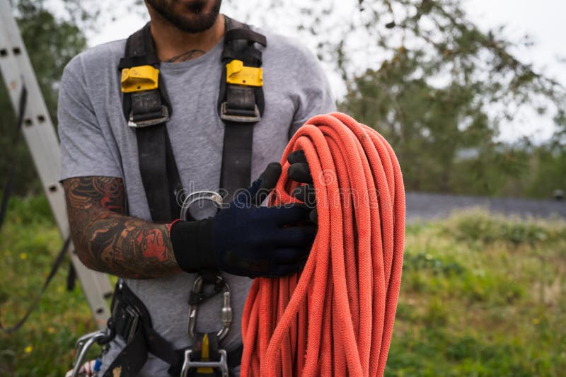 Skilled Arborist Pruning Trees Rope Access Stock Photos - Free ...