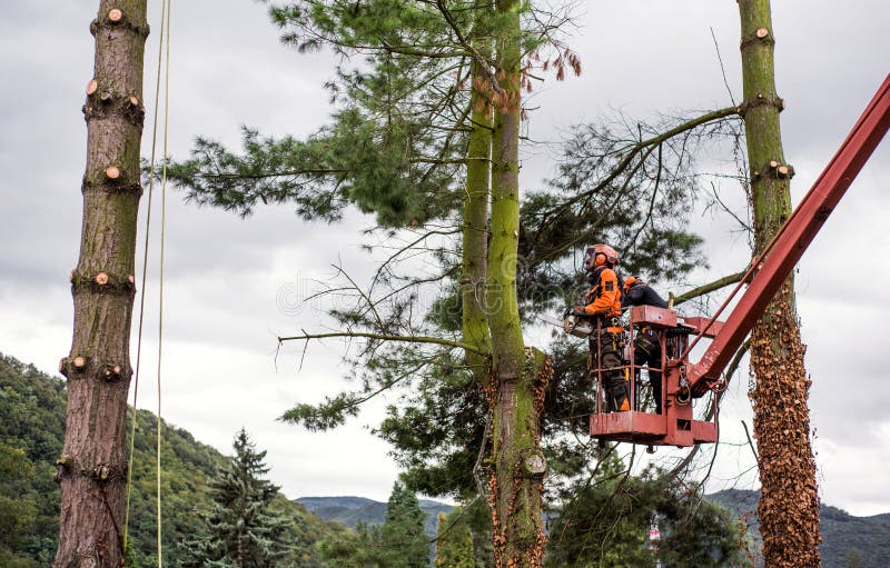 Arborist Men with Chainsaw and Lifting Platform Cutting a Tree. Stock ...