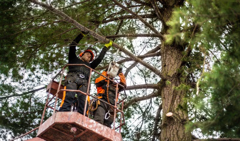 Arborist Men with Chainsaw and Lifting Platform Cutting a Tree. Stock ...