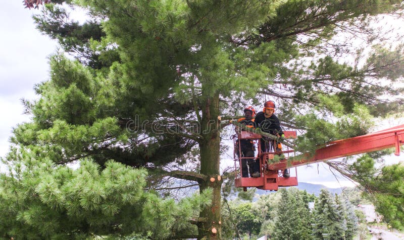 Arborist Men with Chainsaw and Lifting Platform Cutting a Tree. Stock ...