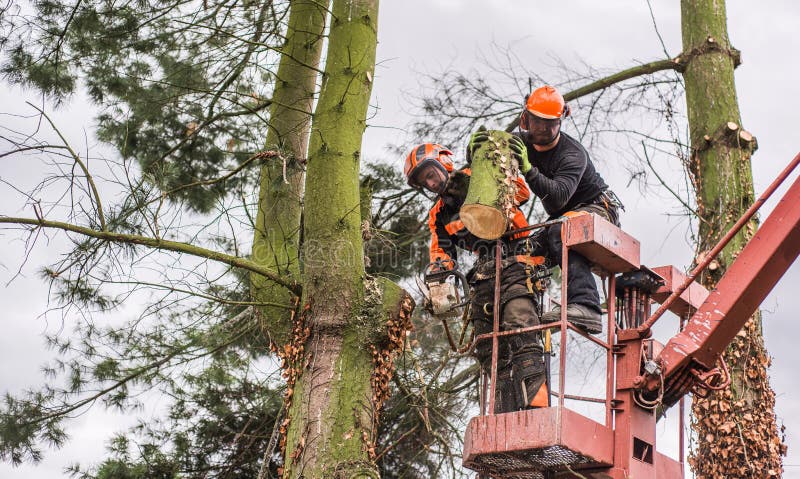 Arborist Men with Chainsaw and Lifting Platform Cutting a Tree. Stock ...