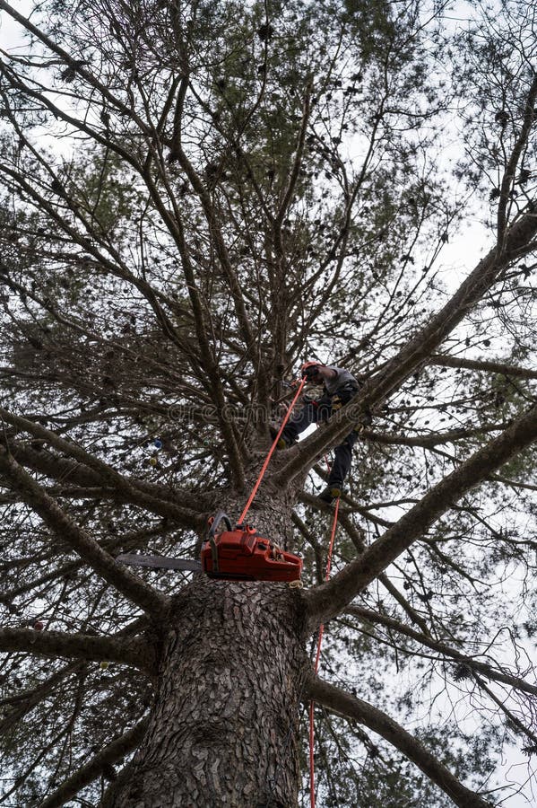 Arborist Pruning a Tall Pine Tree with Chainsaw and Ropes Stock Image ...