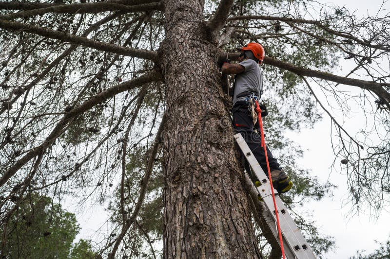 Arborist Pruning Tree Using Ladder Wearing Safety Equipment Stock ...