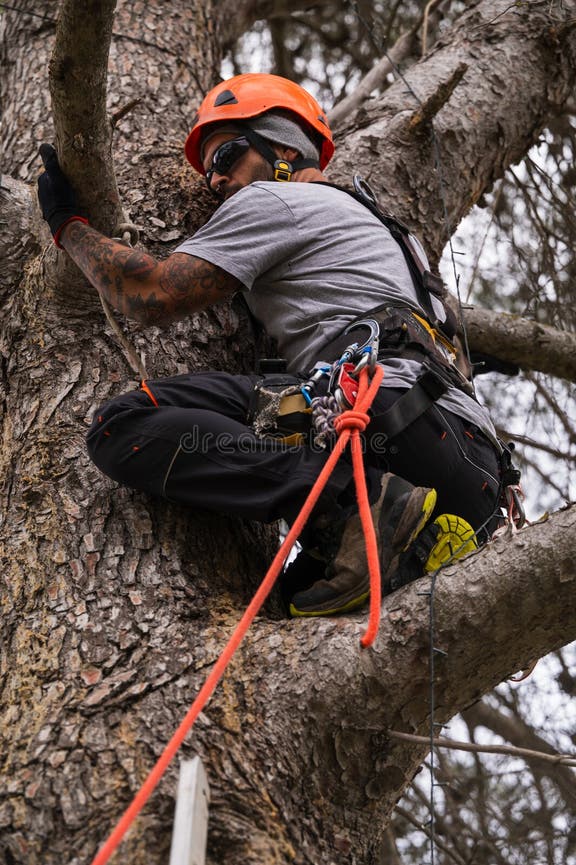 Tree Surgeon Working at Height Using Rope Access Techniques Stock Photo ...
