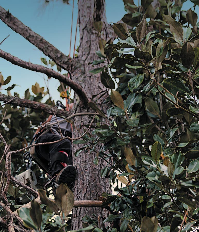 Arborist Ropes Tree Limbs stock image. Image of boot - 216983321