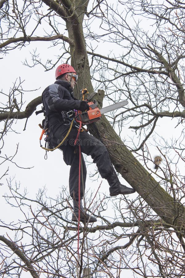 Arborist Sawing Wood Chainsaw at the Height Stock Image - Image of ...