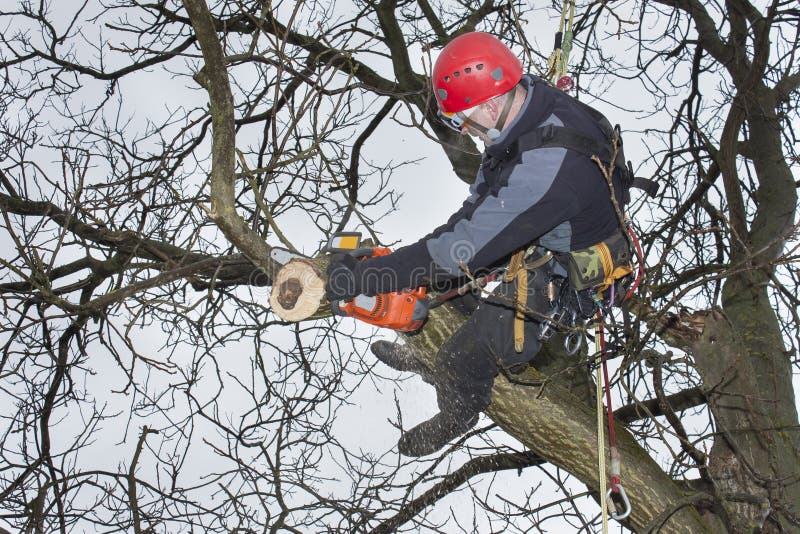 Arborist Sawing Wood Chainsaw at the Height Stock Image - Image of ...