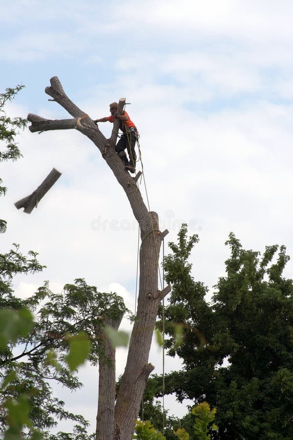 Cutting Down Trees stock image. Image of chainsaw, removing - 2180213