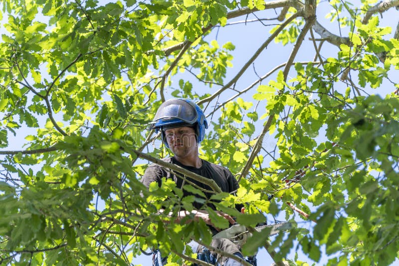 Arborist in a trees canopy stock photo. Image of felling - 189313180