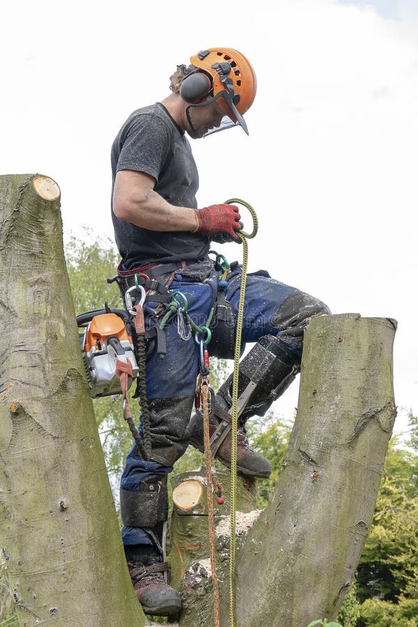 Arborist Tying His Safety Rope Stock Photo - Image of male, hardhat ...
