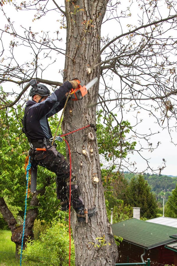 Arborist Using a Chainsaw To Cut a Walnut Tree. Lumberjack with Saw and ...