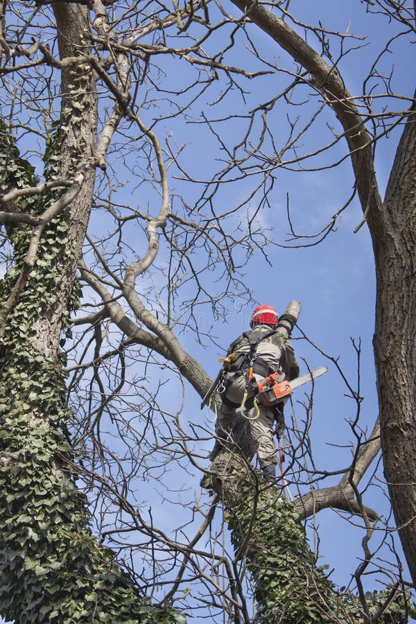 An Arborist Using a Chainsaw To Cut a Walnut Tree Stock Image - Image ...