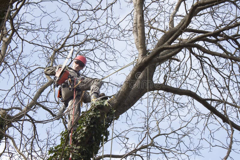 An Arborist Using a Chainsaw To Cut a Walnut Tree Stock Photo - Image ...