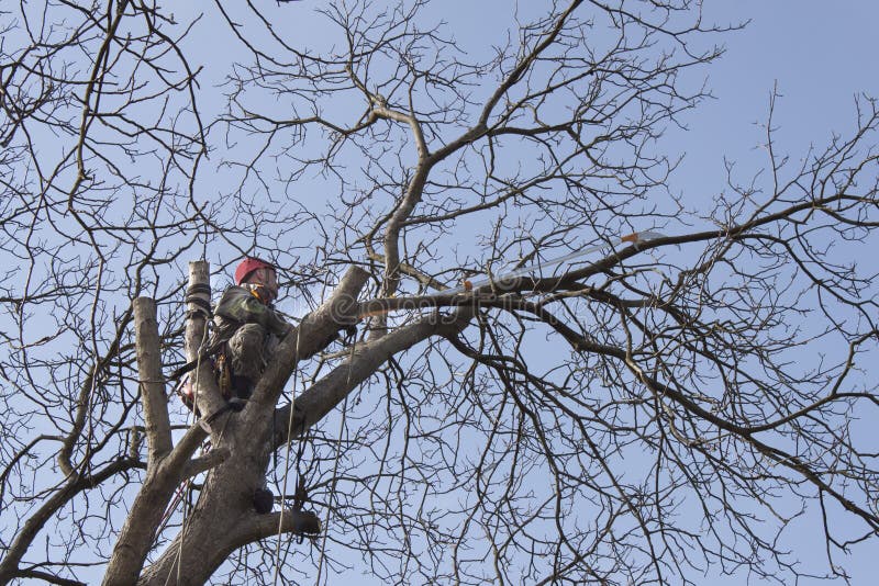 An Arborist Using a Chainsaw To Cut a Walnut Tree Stock Image - Image ...
