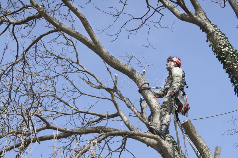 An Arborist Using a Chainsaw To Cut a Walnut Tree Stock Image - Image ...