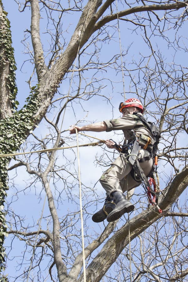 Arborist Using a Chainsaw To Cut a Walnut Tree. Lumberjack with Saw and ...