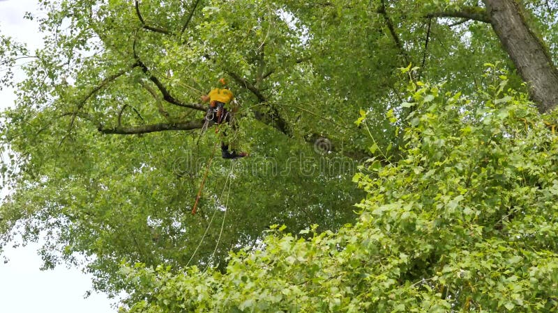 An Arborist Using a Chainsaw To Cut a Walnut Tree, Tree Pruning Stock ...