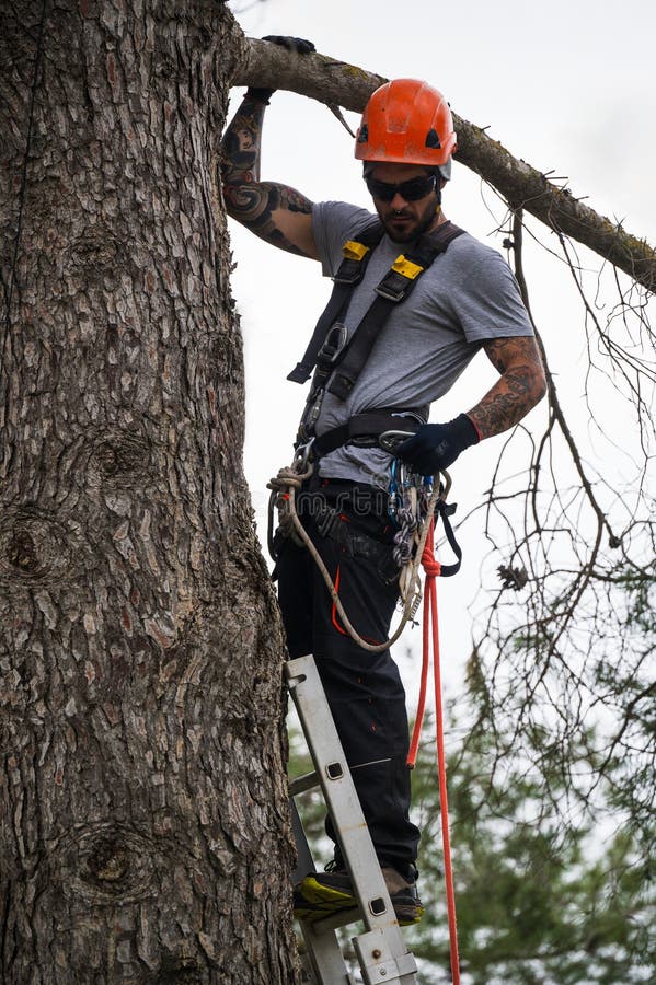 Tree Surgeon Pruning Branches with Rope Access Techniques and Ladder ...