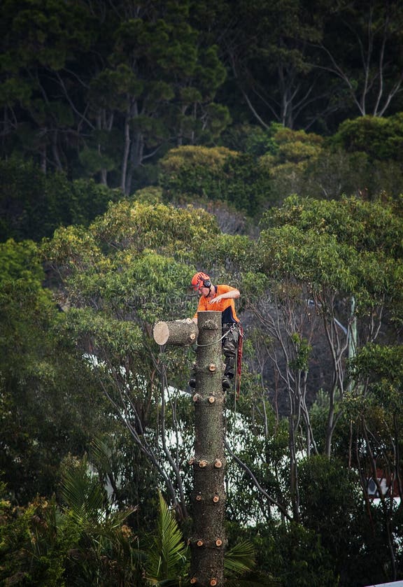 Arborist at Work Felling a Pine Tree Editorial Photo - Image of pine ...