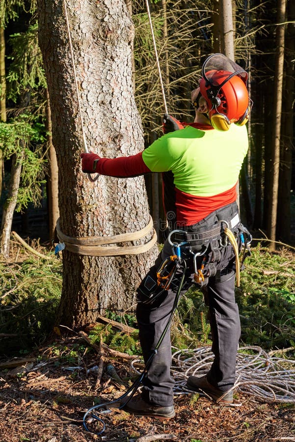 Arborist at work stock image. Image of arborist, construction - 100362725