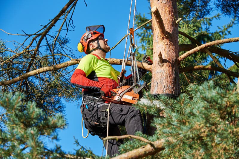 Arborist at work stock image. Image of branch, belt - 100362837