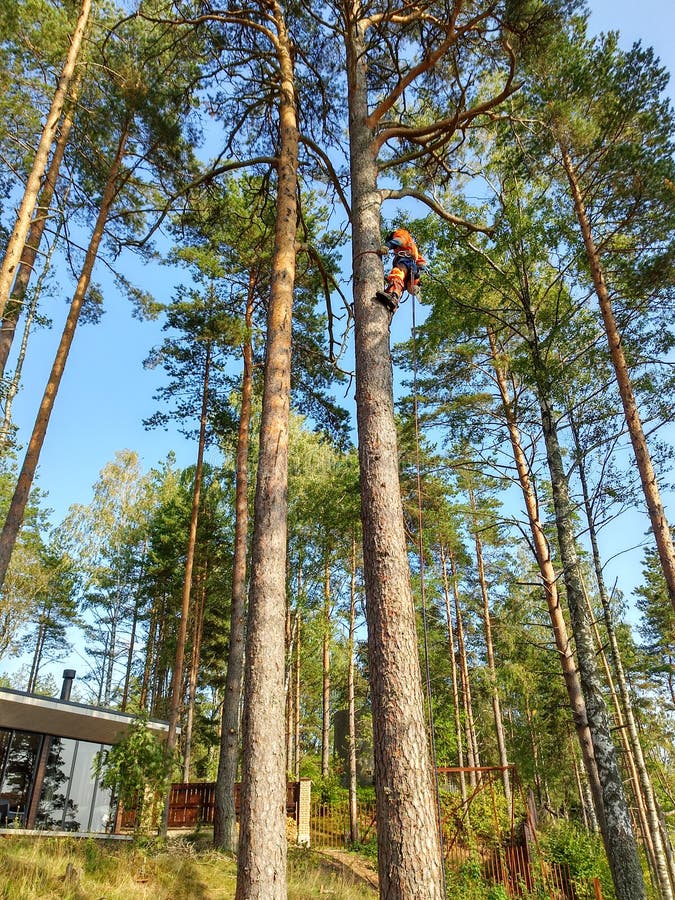 Arborist work stock photo. Image of work, trimming, working - 126205820